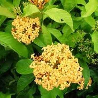 Shrubs • Mt Nathan Wholesale Nursery